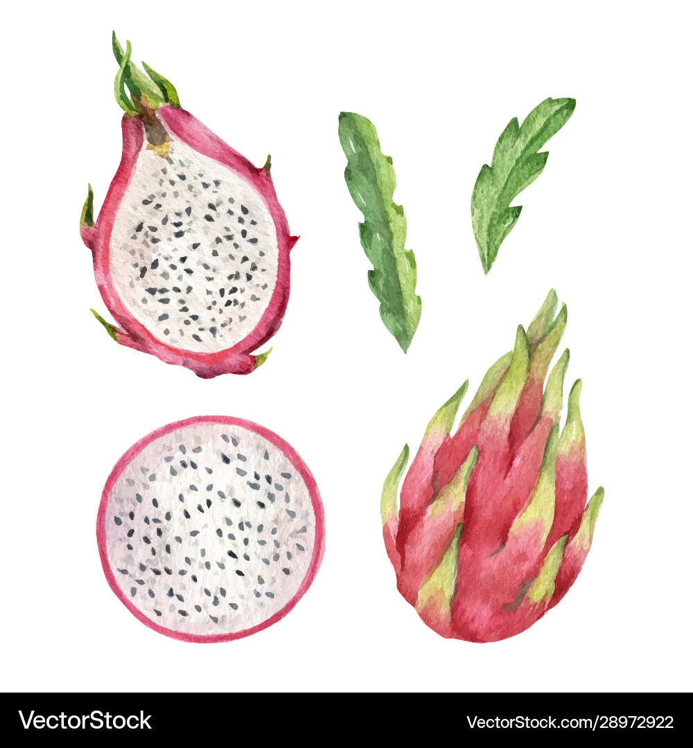 Watercolor hand pink painted dragon fruit Vector Image