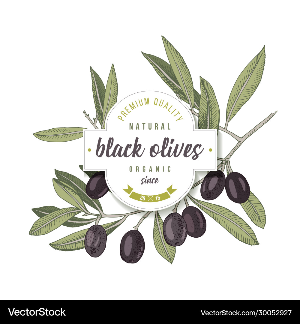 Black olives label design over hand drawn olive Vector Image