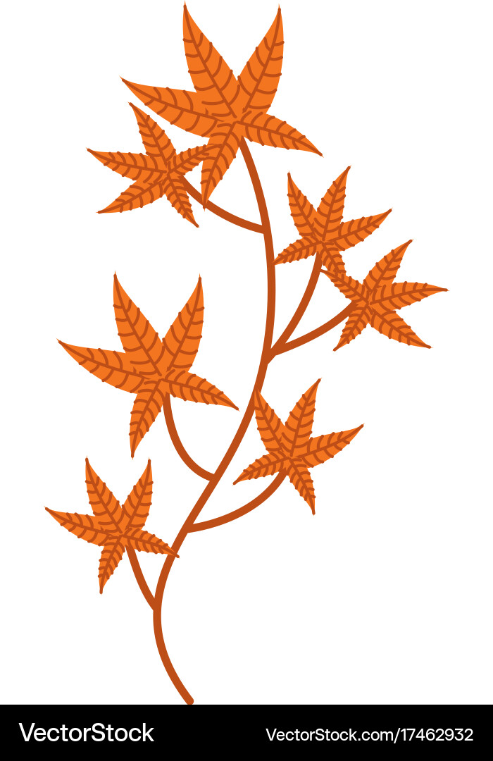 Autumn tree branch leaves foliage botanical image Vector Image