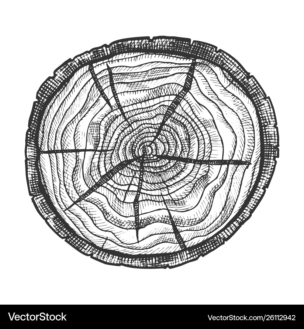 Round wooden cross section with tree rings Vector Image