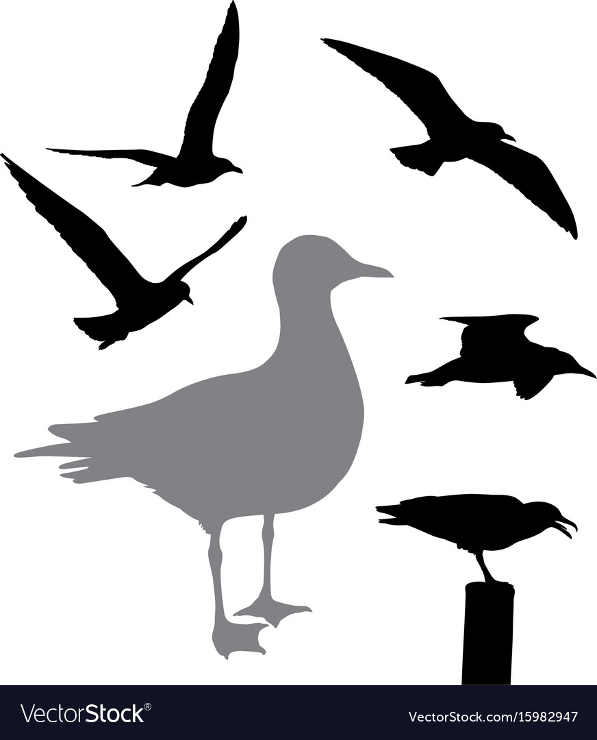 Seagull collection Royalty Free Vector Image - VectorStock