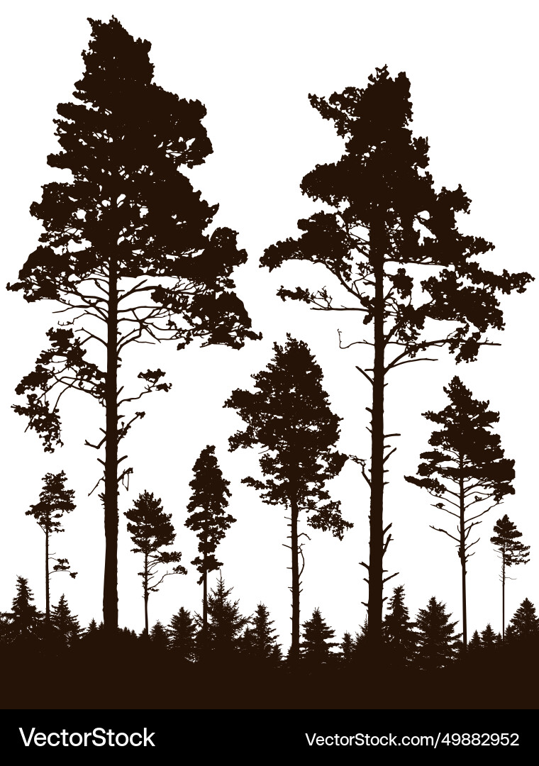 Coniferous forest silhouette of pine trees Vector Image
