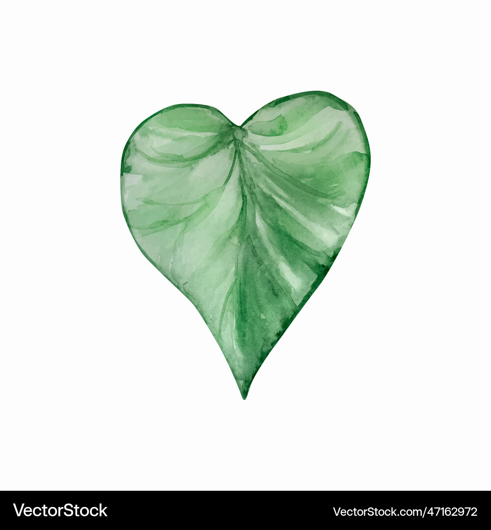 Watercolor morning glory leaf september month Vector Image
