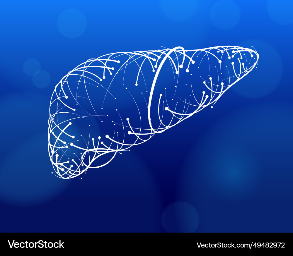White lines and intersections of human liver Vector Image