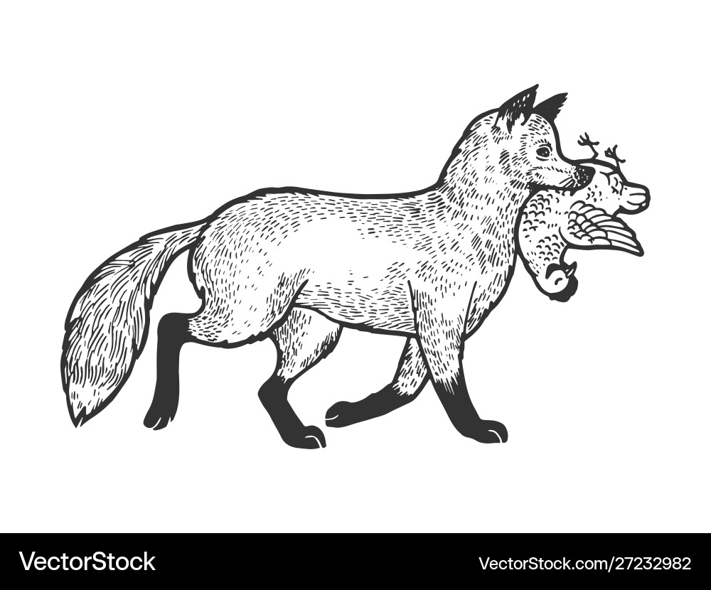 Fox with chicken in mouth sketch engraving Vector Image