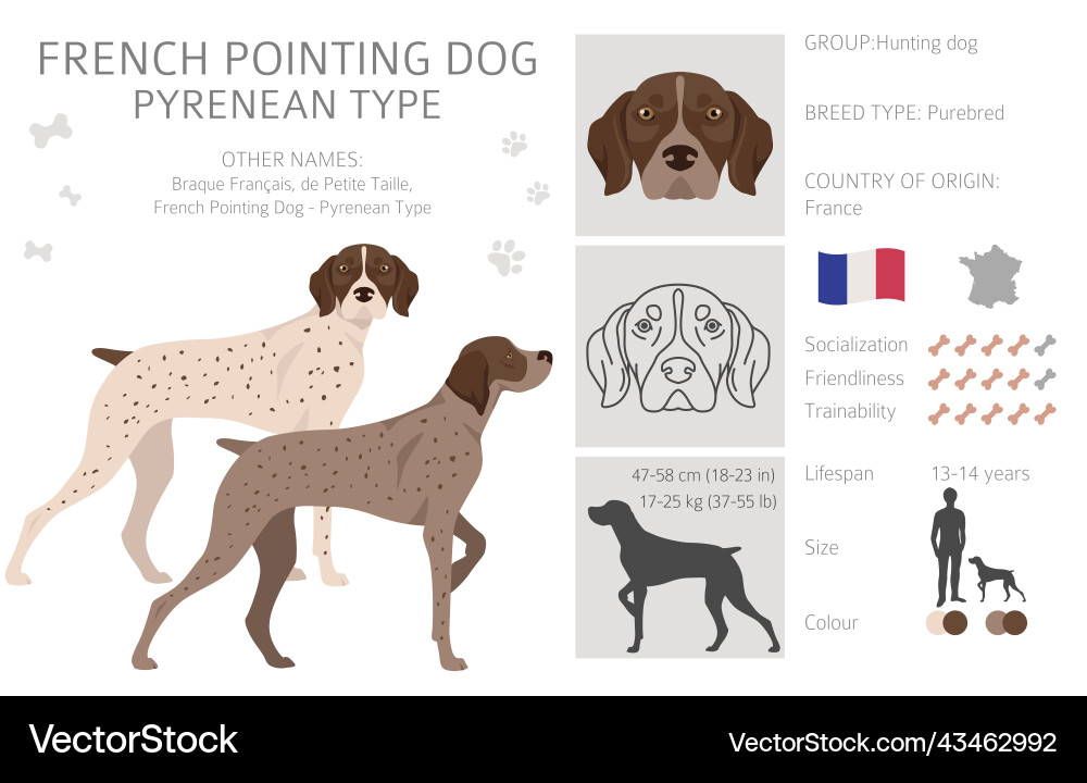 French pointing dog pyrenean type clipart Vector Image
