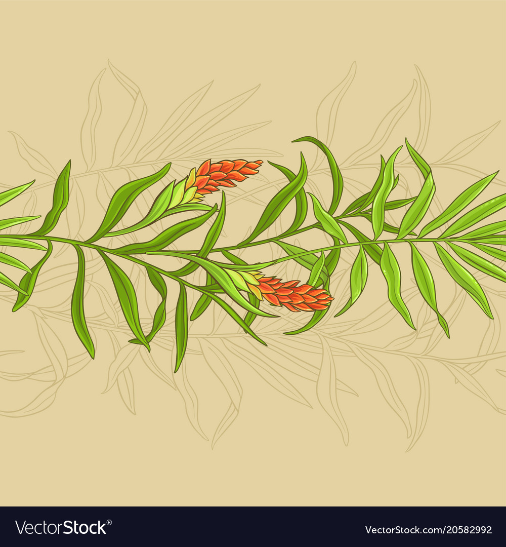 Ginger pattern Royalty Free Vector Image - VectorStock