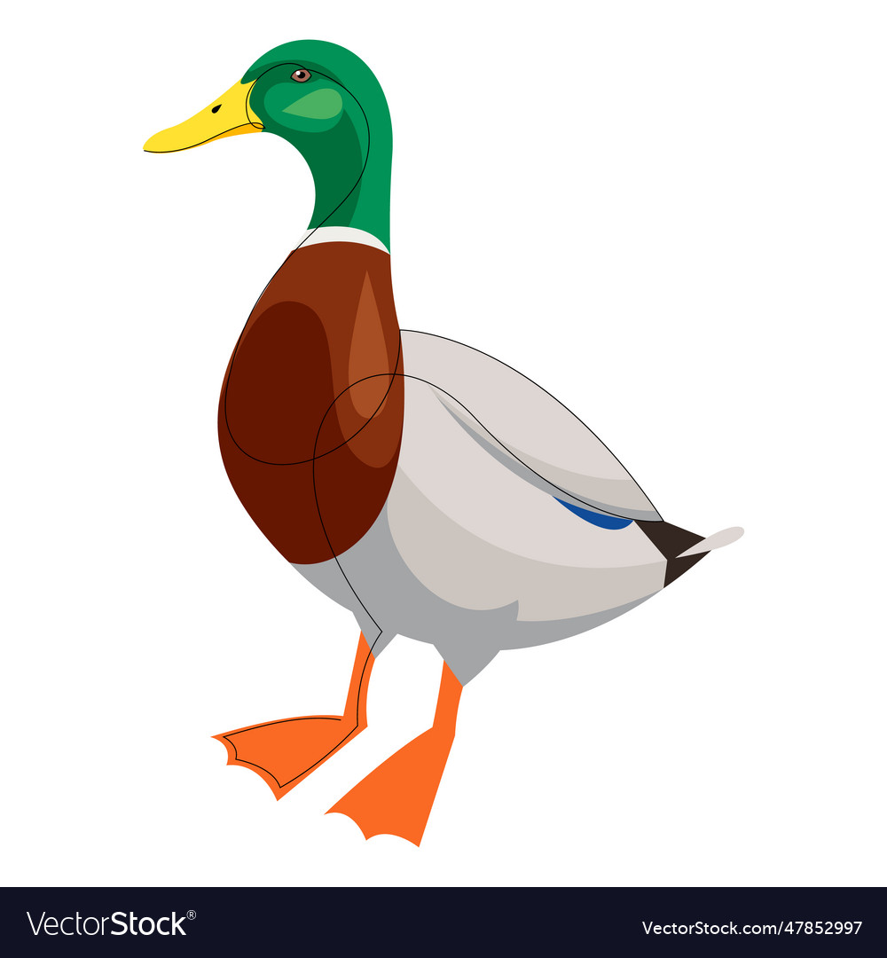 Wild male duck waterfowl duck isolated on white Vector Image Wild male duck waterfowl duck isolated on white Vector Image