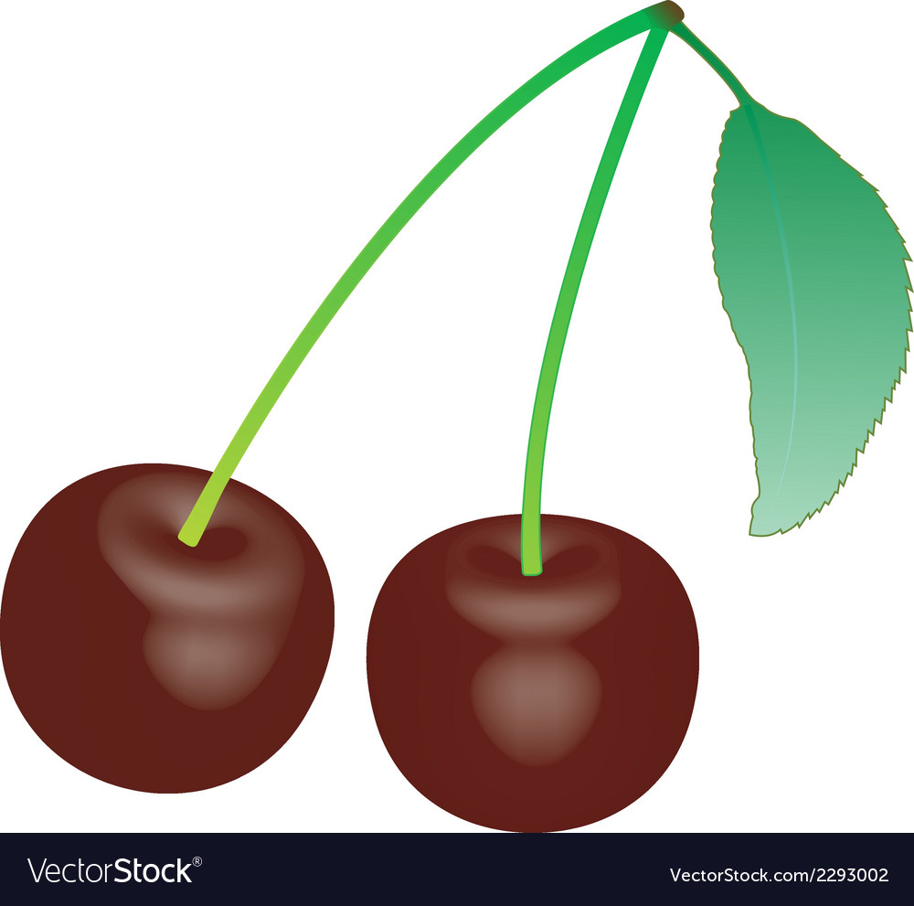 Cherry 1 v Royalty Free Vector Image - VectorStock