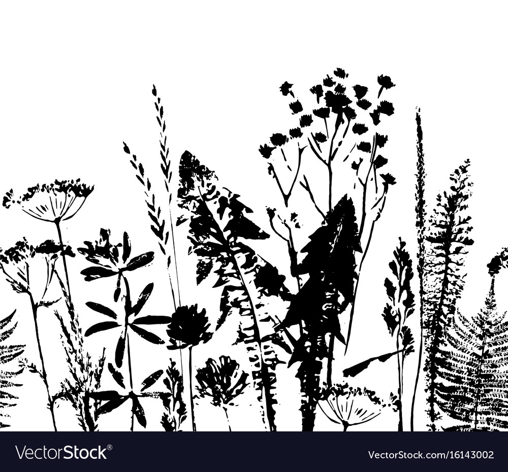 Herbal seamless pattern botanical border Vector Image Herbal seamless pattern botanical border Vector Image