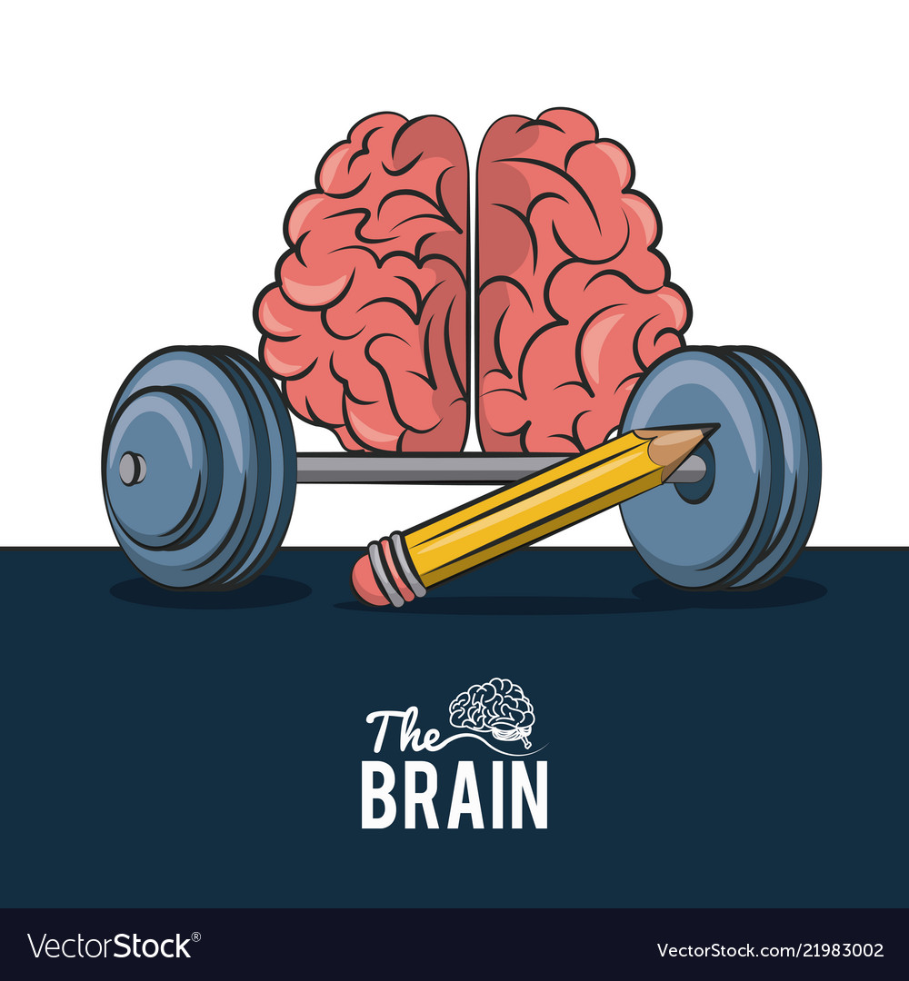 Human brain Royalty Free Vector Image - VectorStock