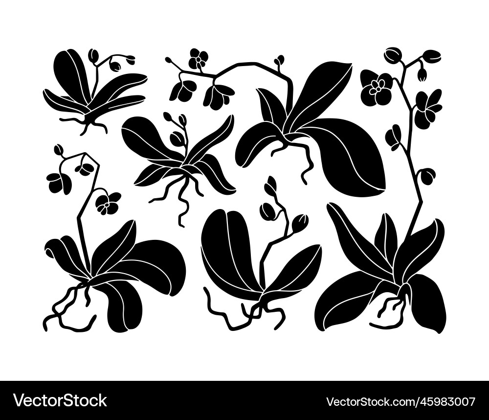 Orchid plant flower Royalty Free Vector Image - VectorStock