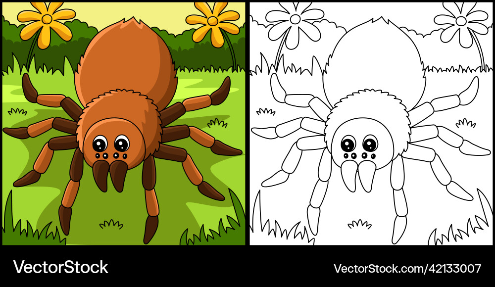 Tarantula animal coloring page Royalty Free Vector Image