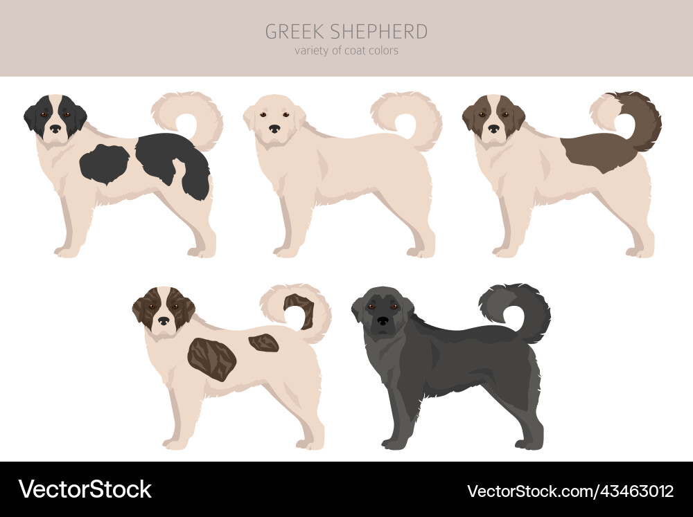 Greek shepherd clipart different coat colors set Vector Image