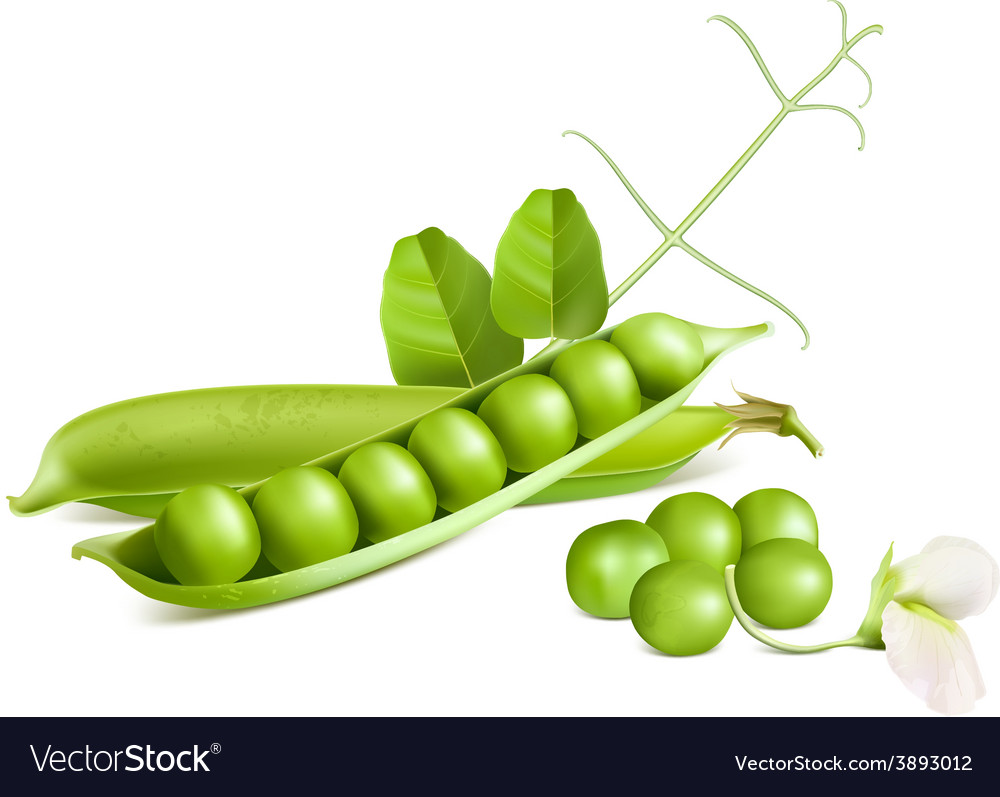 Green peas Royalty Free Vector Image - VectorStock