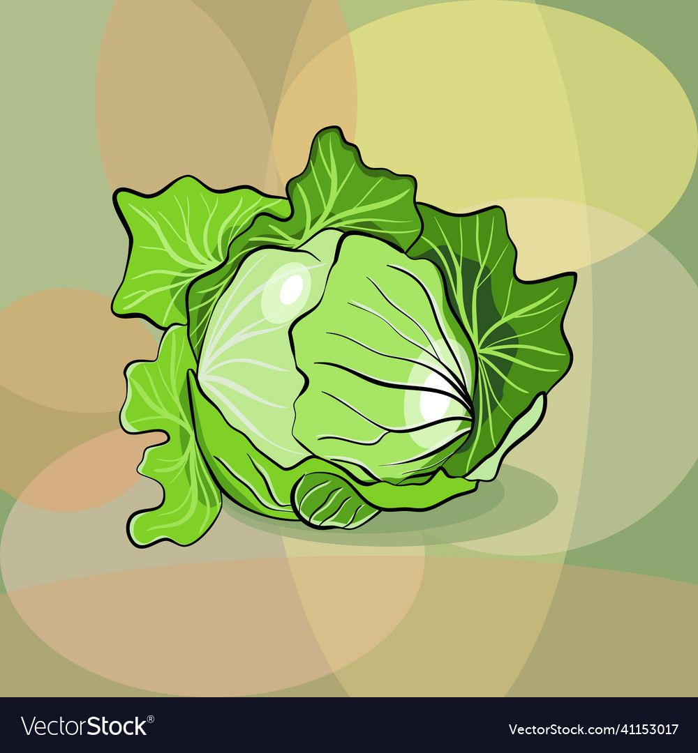With cabbage Royalty Free Vector Image - VectorStock