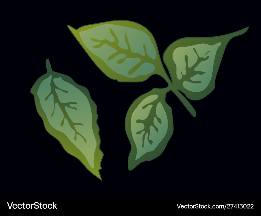 Rose green leaf floral botanical flower Royalty Free Vector