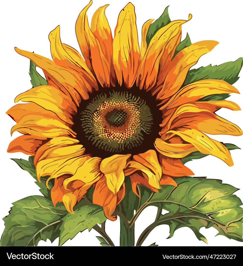 Vibrant sunflower blossom Royalty Free Vector Image