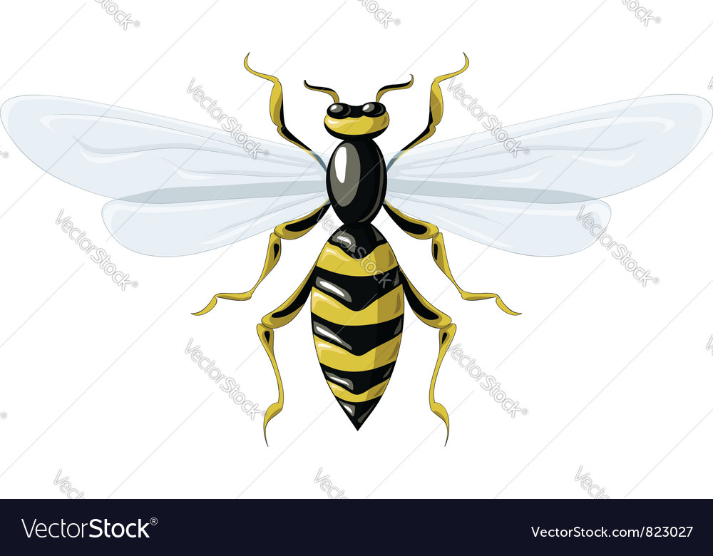 Wasp Royalty Free Vector Image - VectorStock