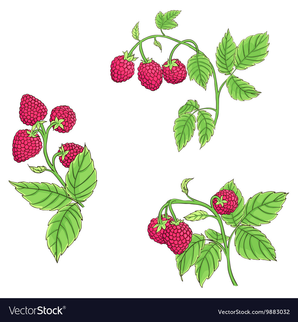 Raspberry color Royalty Free Vector Image - VectorStock