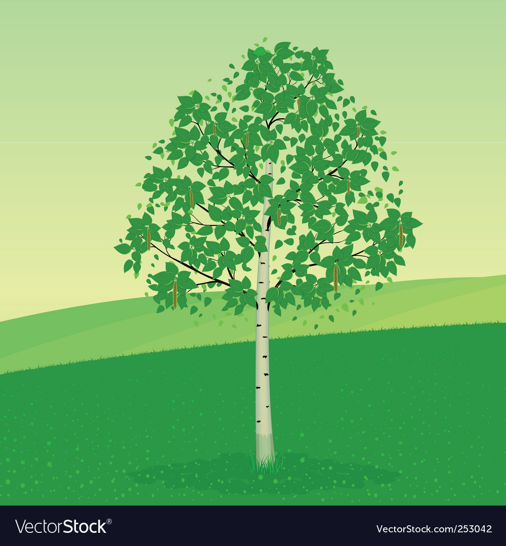 Birch tree Royalty Free Vector Image - VectorStock
