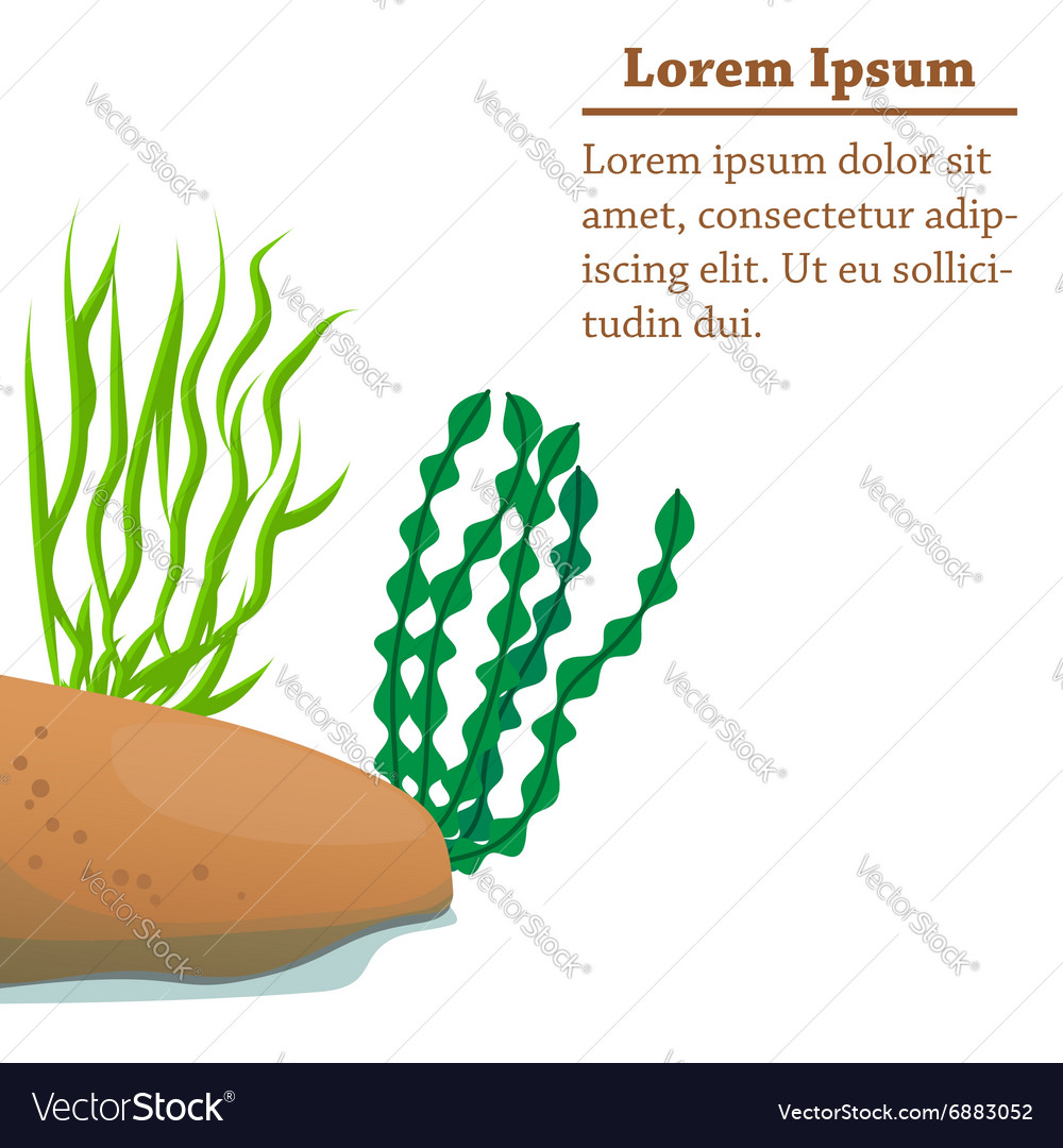Different algae cartoon Royalty Free Vector Image
