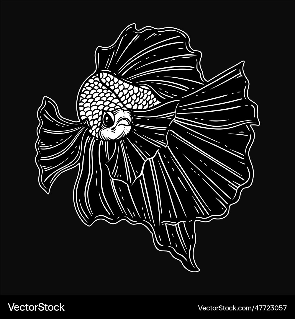 Hand drawn betta fish aquatic black white vintage Vector Image