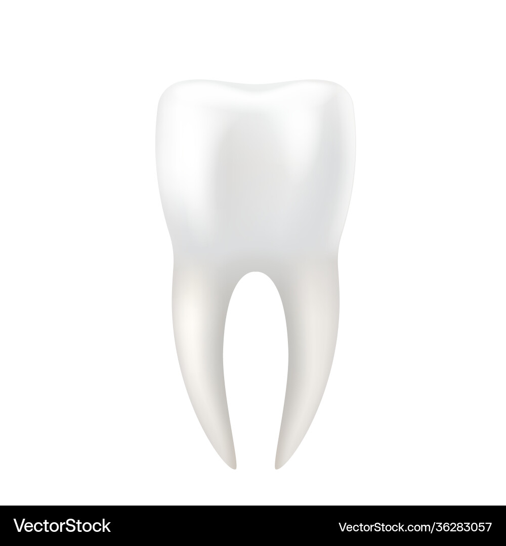 Realistic tooth on white background shiny healthy Vector Image