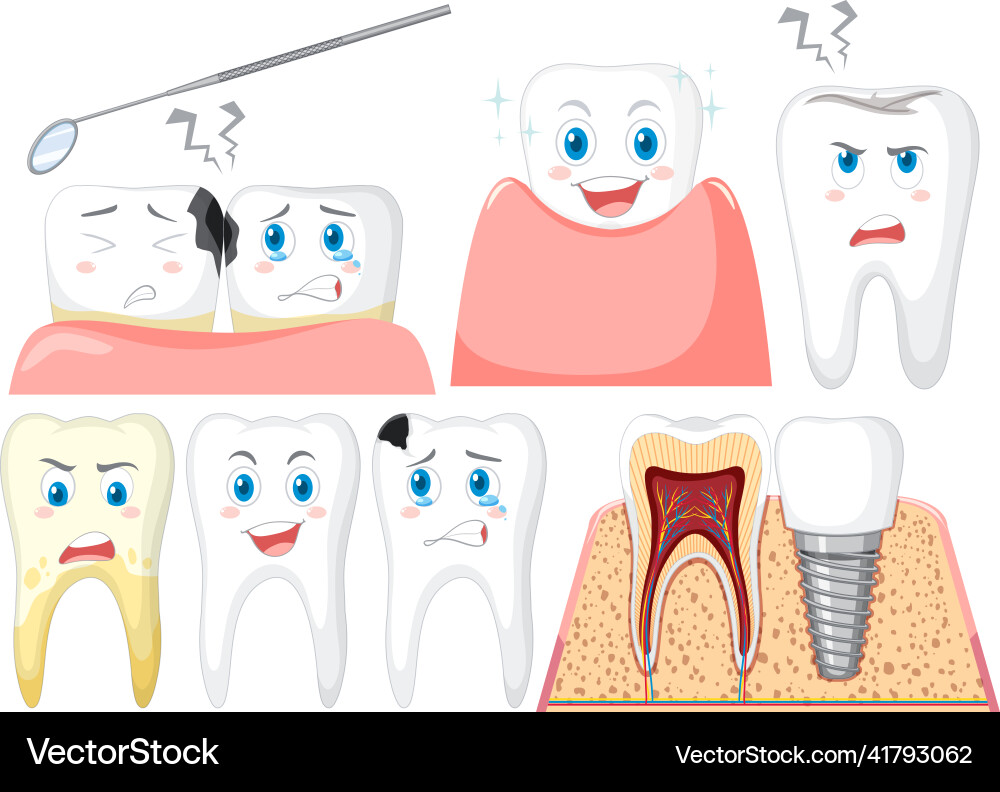 Set of all types teeth on white background Vector Image