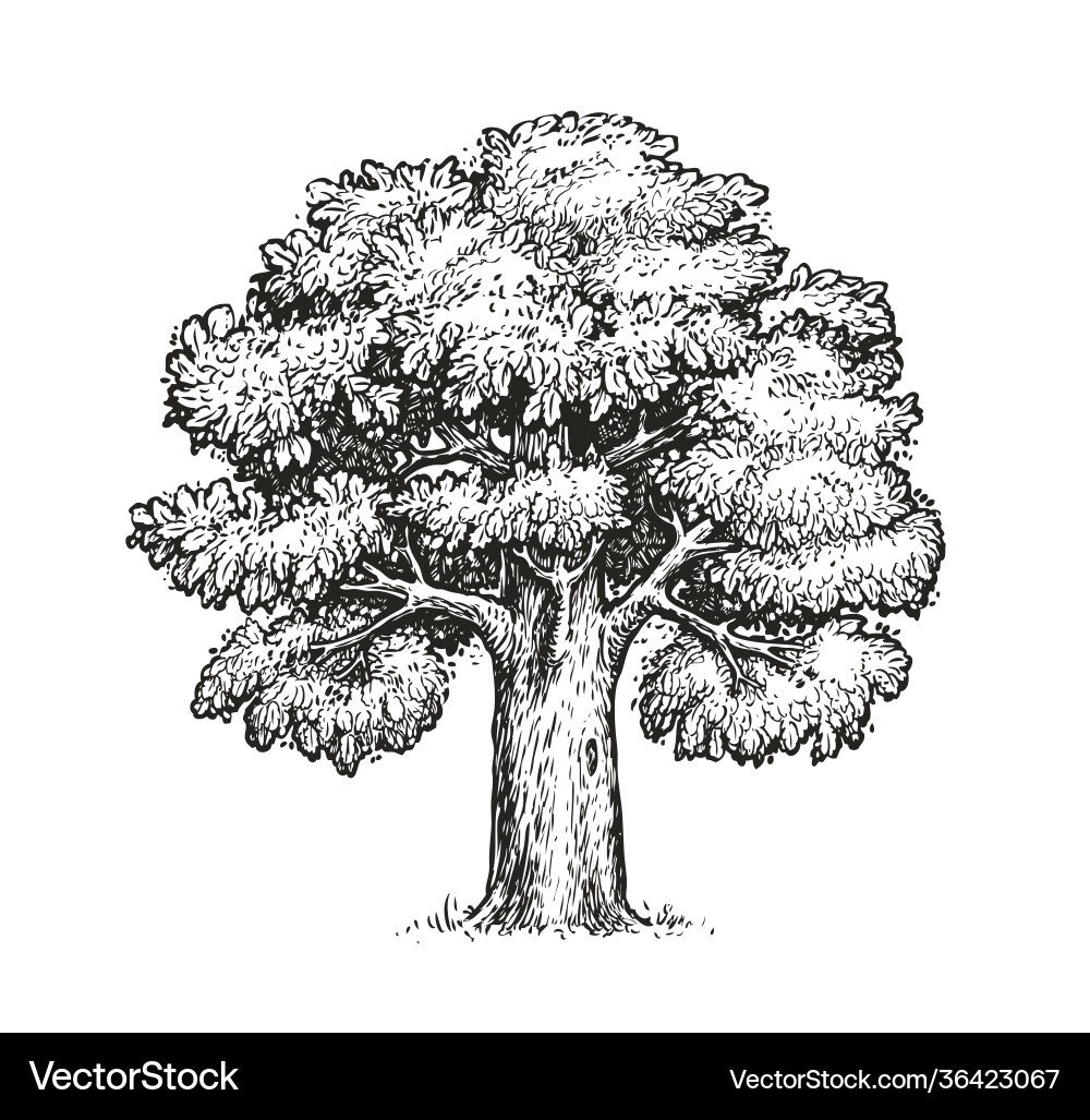 Oak sketch isolated vintage tree on white Vector Image