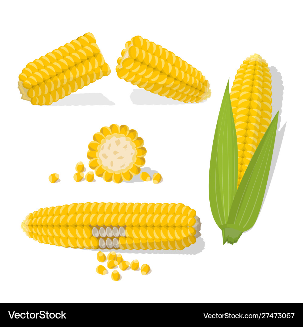 Set swert golden corn cobs and grains isolated Vector Image