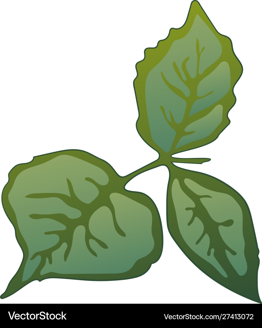 Rose green leaf floral botanical flower Royalty Free Vector