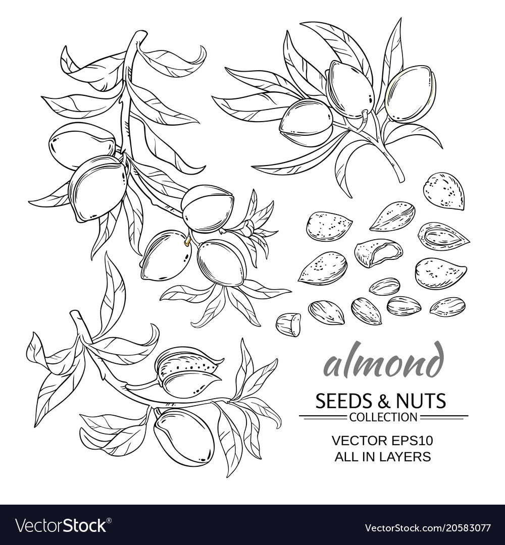 Almond Set Royalty Free Vector Image Vectorstock