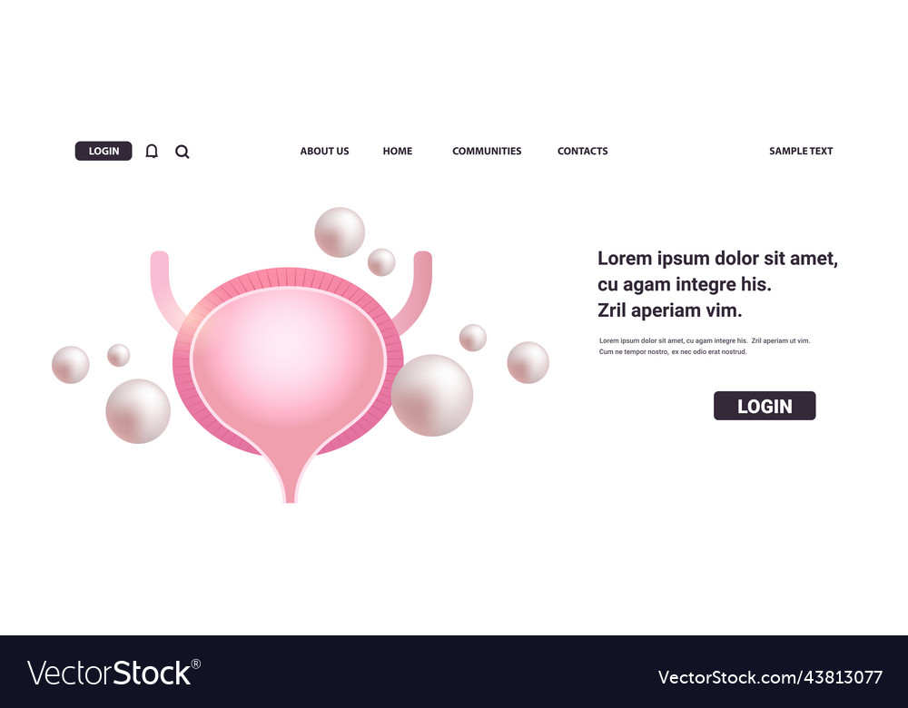 Urinary bladder human internal organ anatomy Vector Image