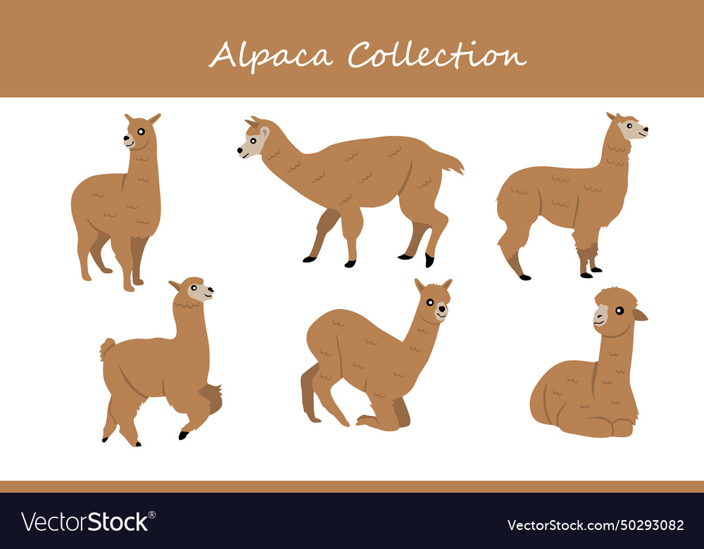 Alpaca collection of cute alpacas Royalty Free Vector Image