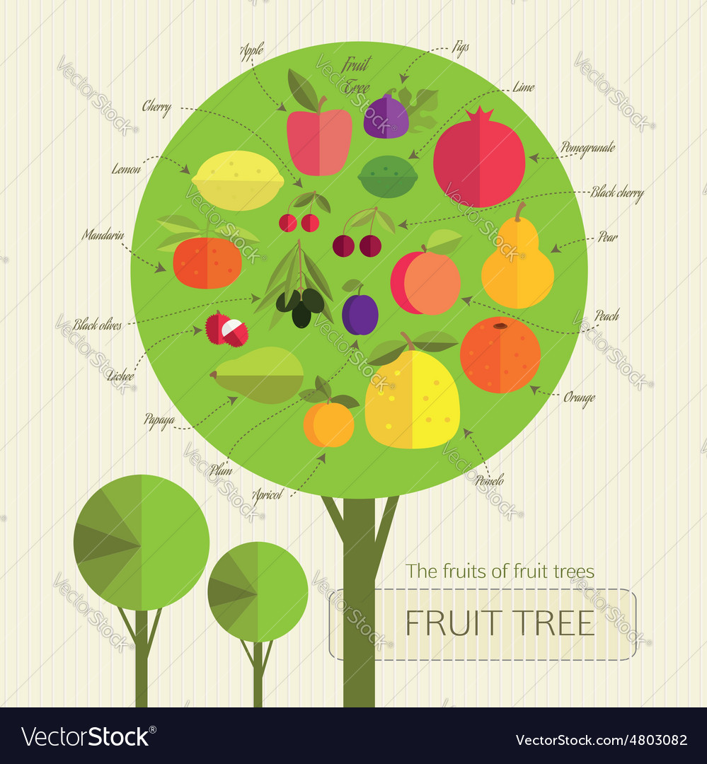 Fruit tree Royalty Free Vector Image - VectorStock