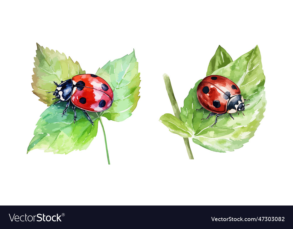 Ladybug clipart isolated Royalty Free Vector Image