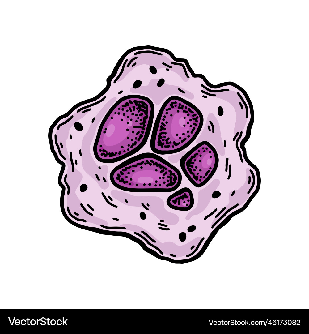 Megakaryocyte blood cell isolated on white Vector Image