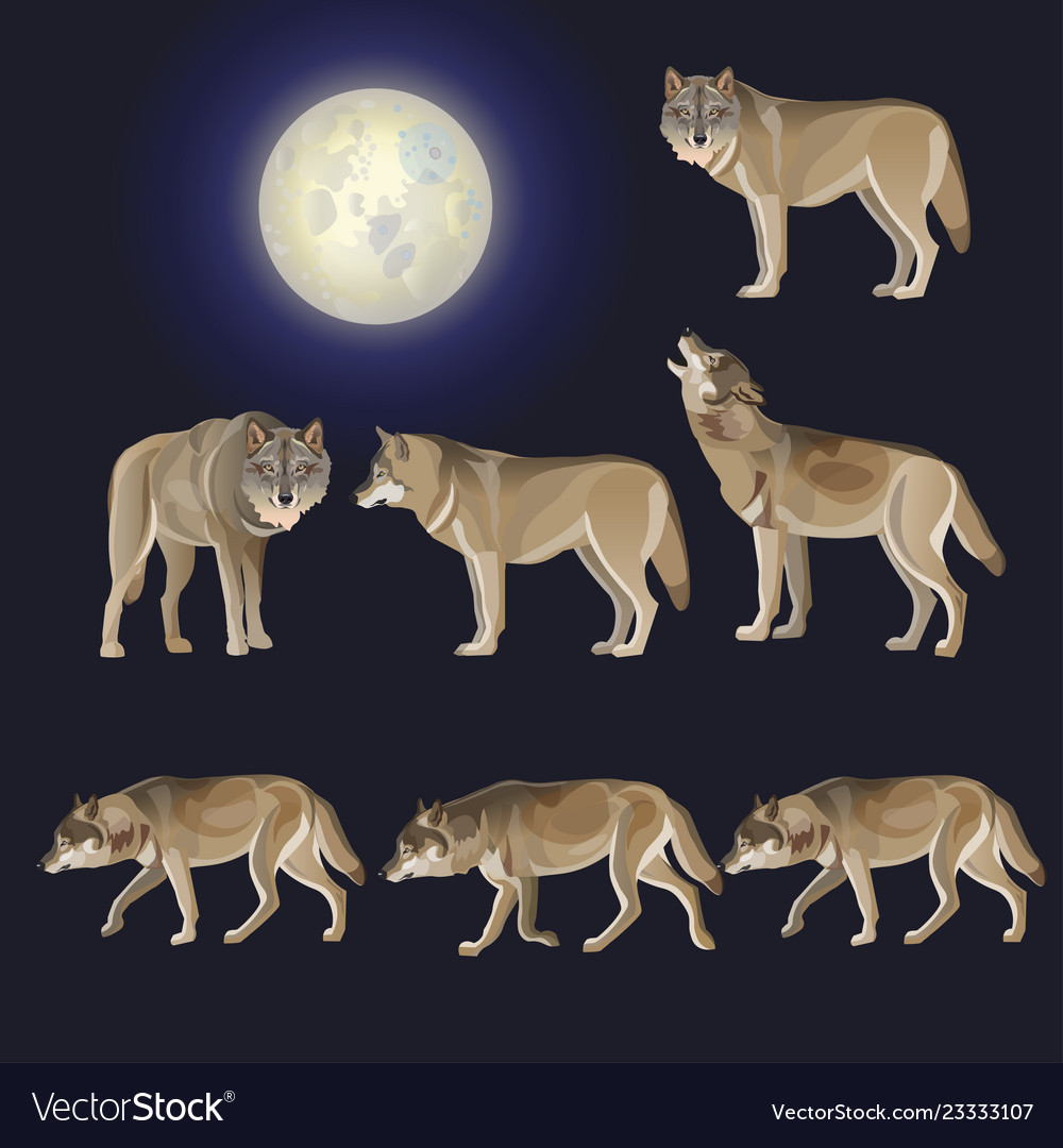 Set gray wolves Royalty Free Vector Image - VectorStock