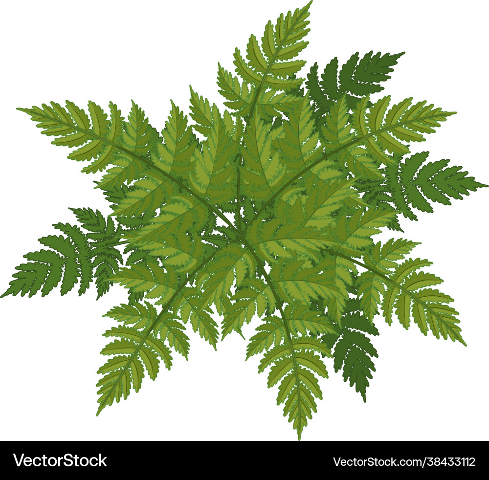 Fern leaves cartoon style isolated Royalty Free Vector Image
