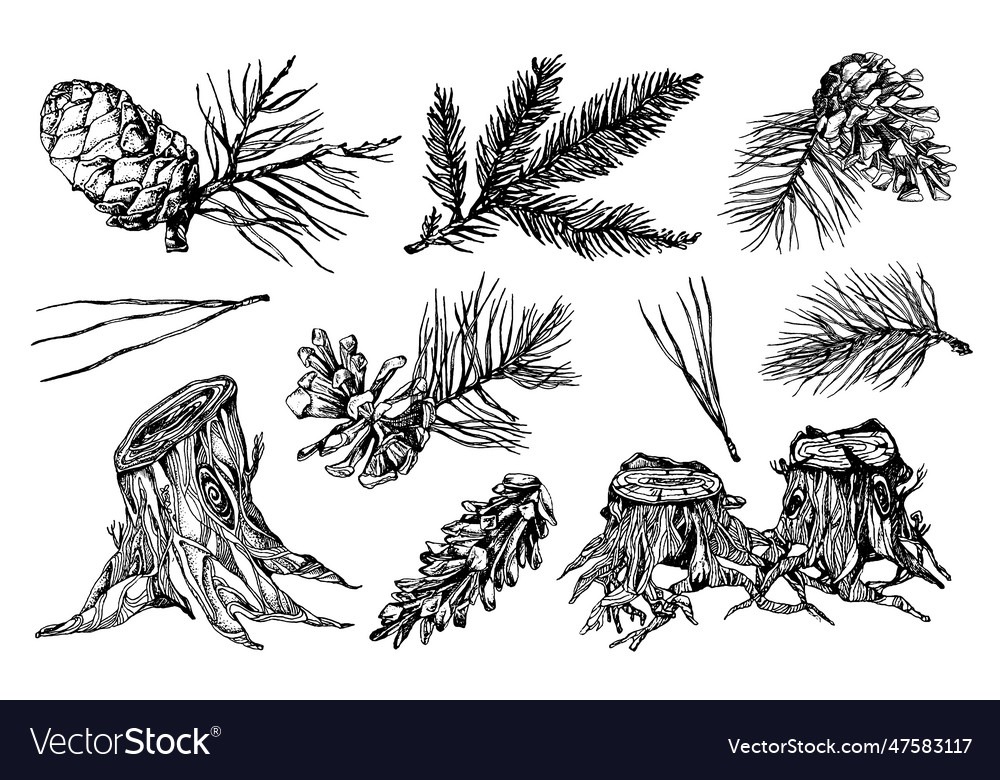 Hand drawn cone forest elements Royalty Free Vector Image