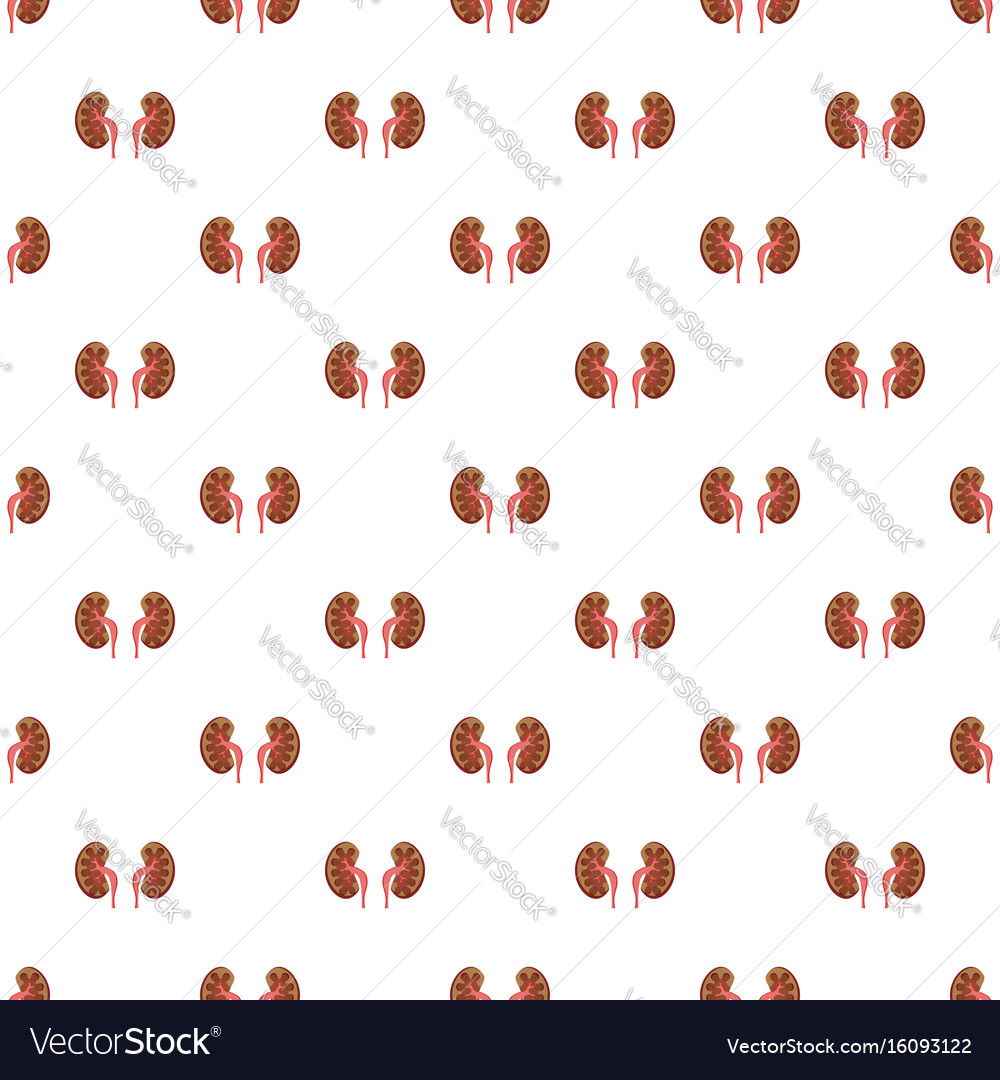 Human kidneys pattern Royalty Free Vector Image