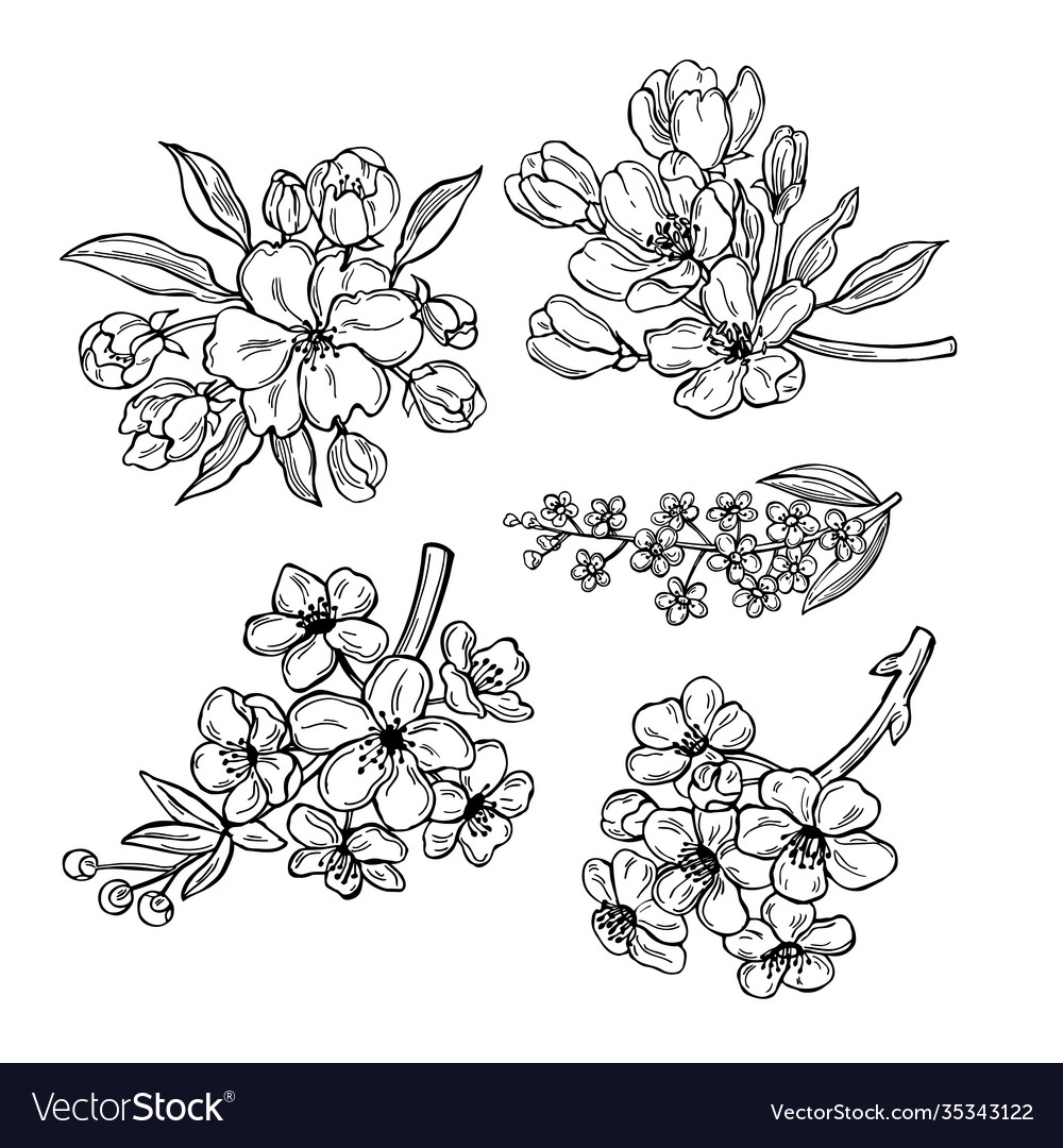 Spring branches with flowers Royalty Free Vector Image