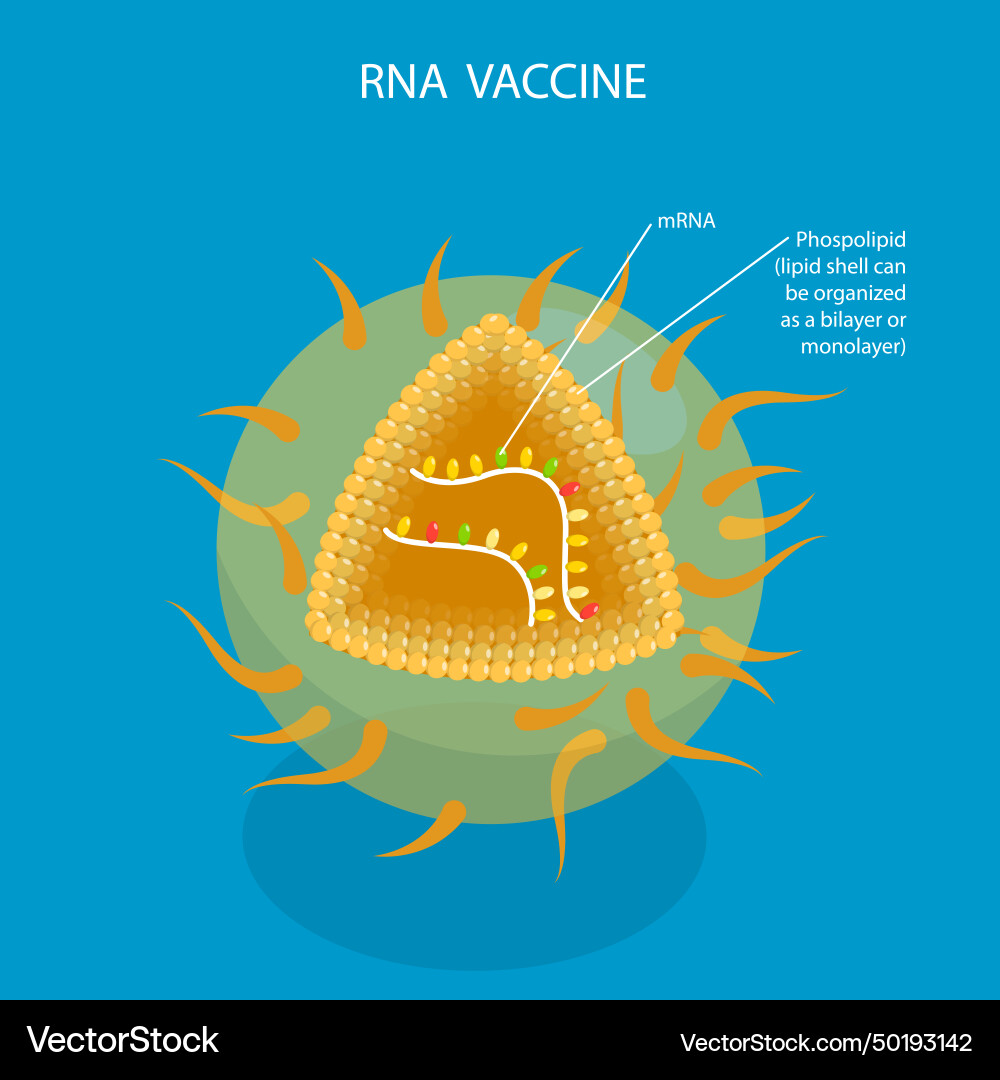 3d isometric flat of rna Royalty Free Vector Image