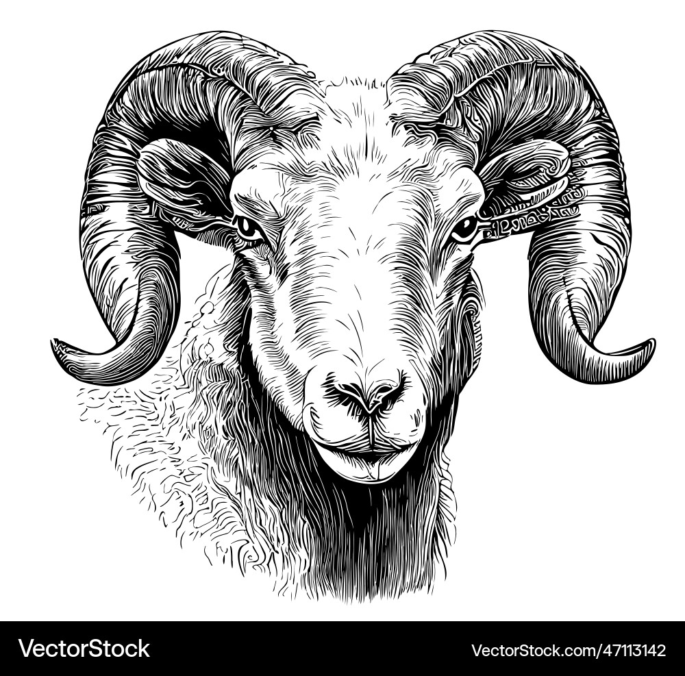 Ram face sketch hand drawn in doodle style Vector Image