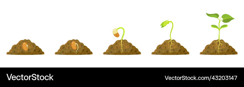 Bean seed growth in soil growing seedlings Vector Image