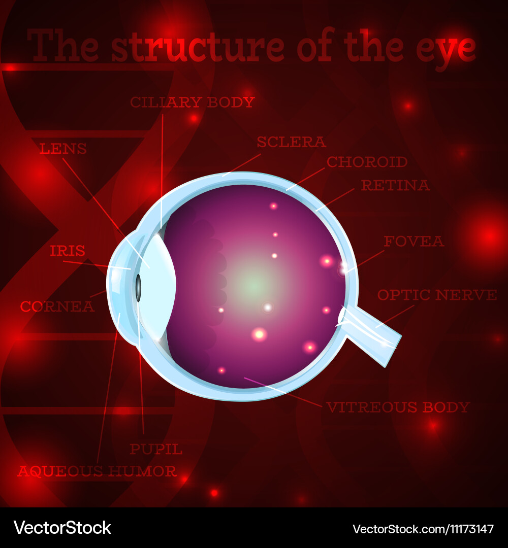 Eye structure red Royalty Free Vector Image - VectorStock