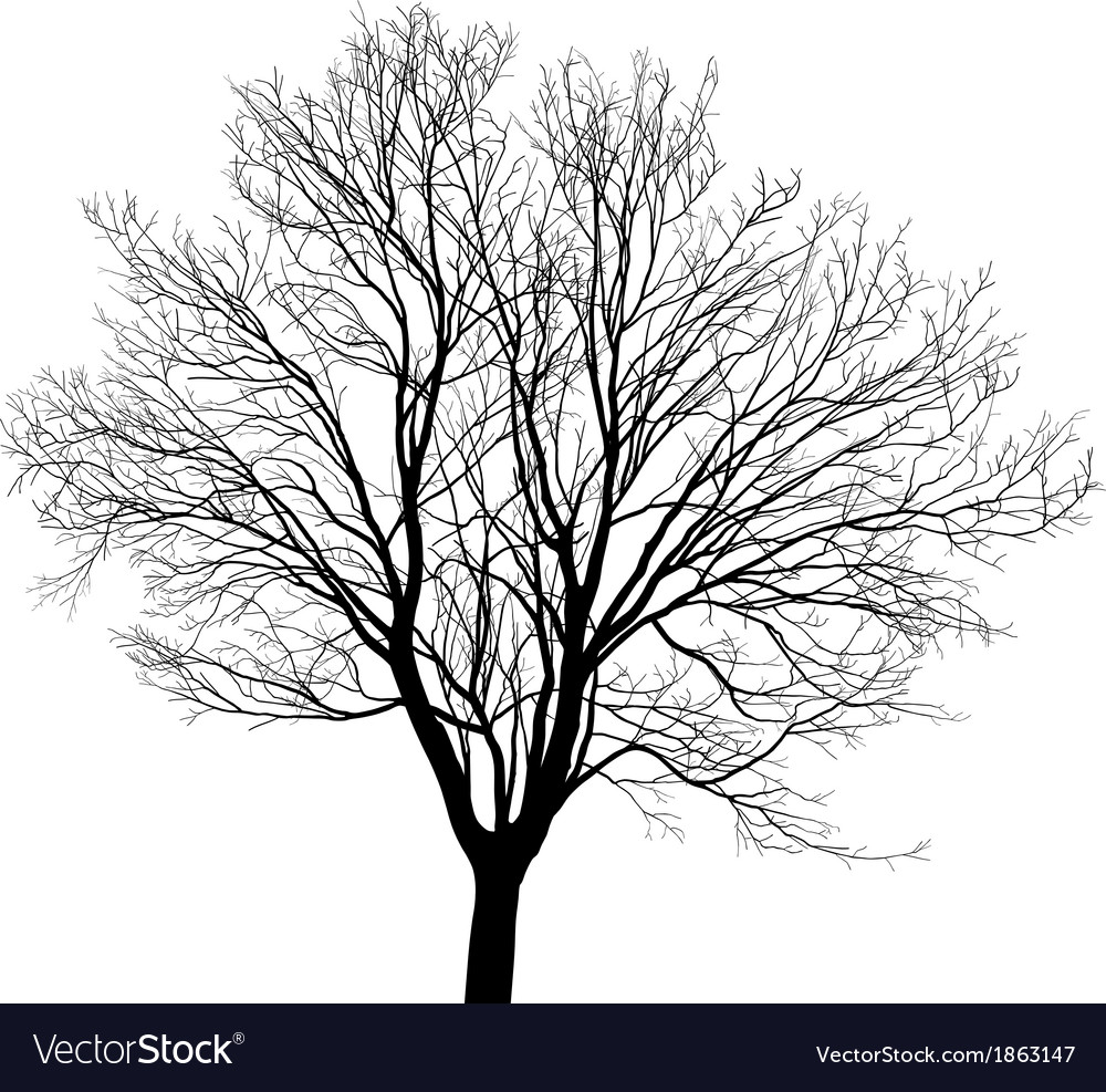 Maple young tree Royalty Free Vector Image - VectorStock