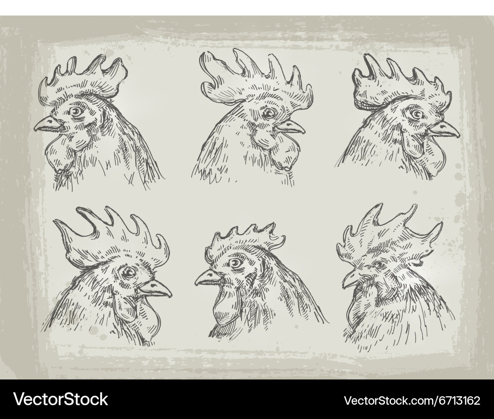 Collection of hand drawn chicken Royalty Free Vector Image