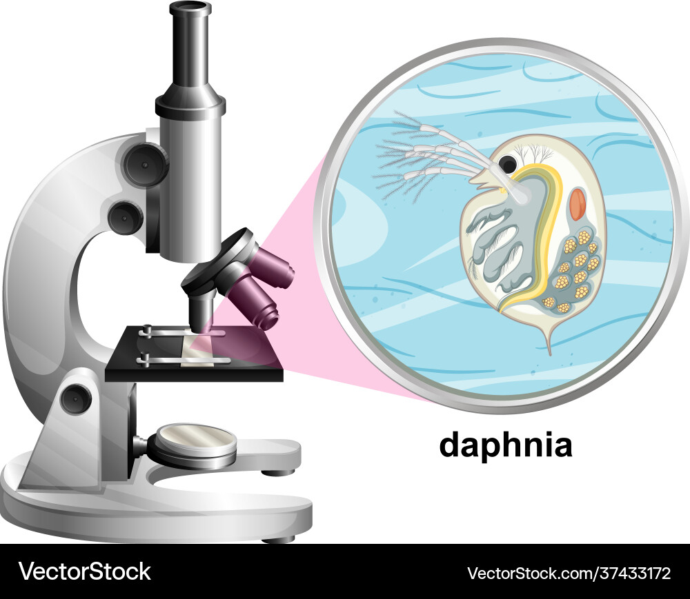 Microscope with anatomy structure daphnia Vector Image